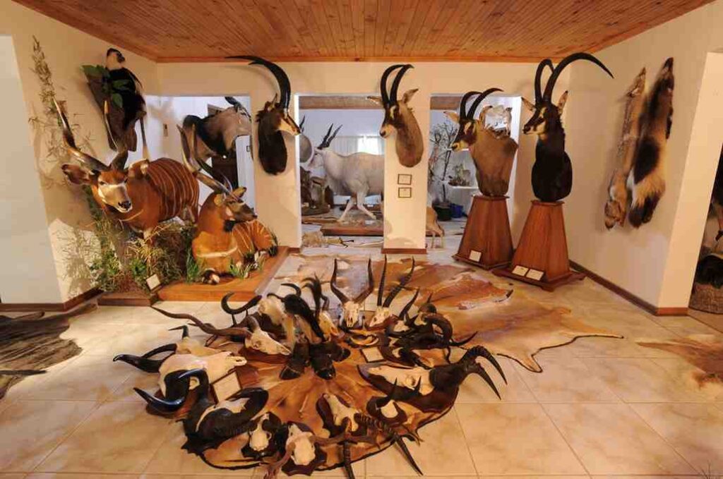 14 Trophy Room Ideas for Showcasing Your Best Hunting Memories - Corby ...